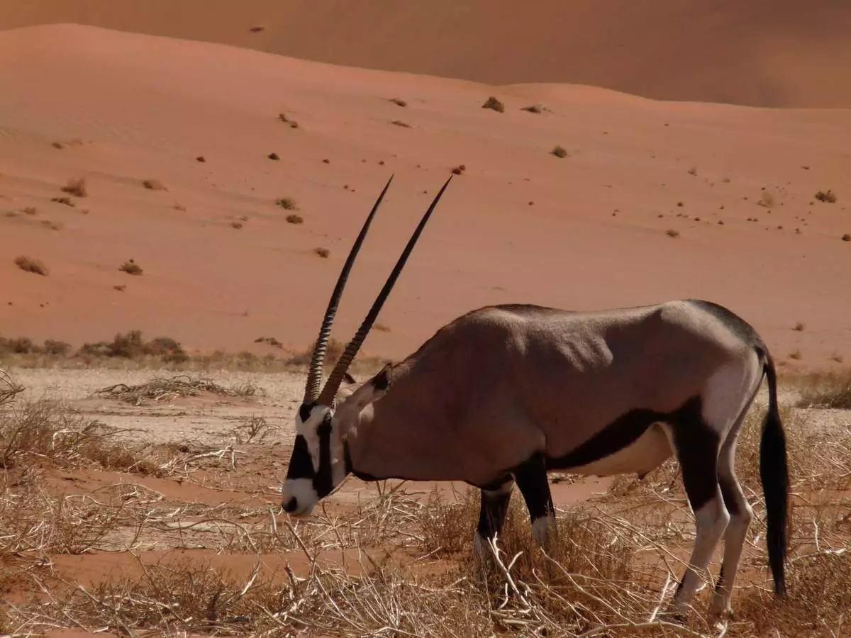 Oryx antilope (Oryx gazella).