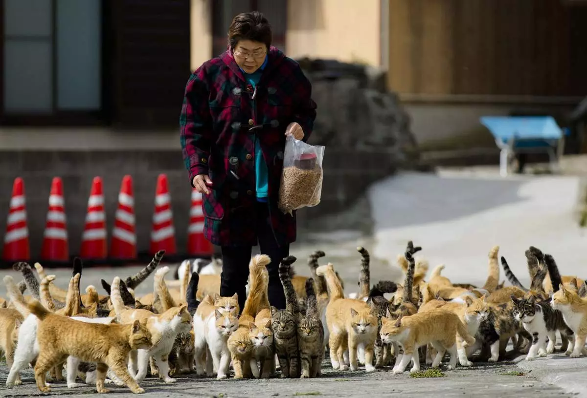 Ucing daék didahar ku wisatawan.