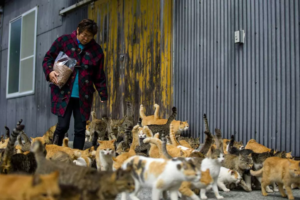 Sakumaha anjeun tiasa tingali, ucing hirup saé pisan di Aoshima.