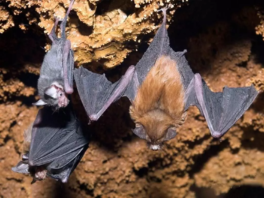 Barva zgornjega dela telesa prašičjega netopirja je rjava z rdečkastim odtenkom ali siva.