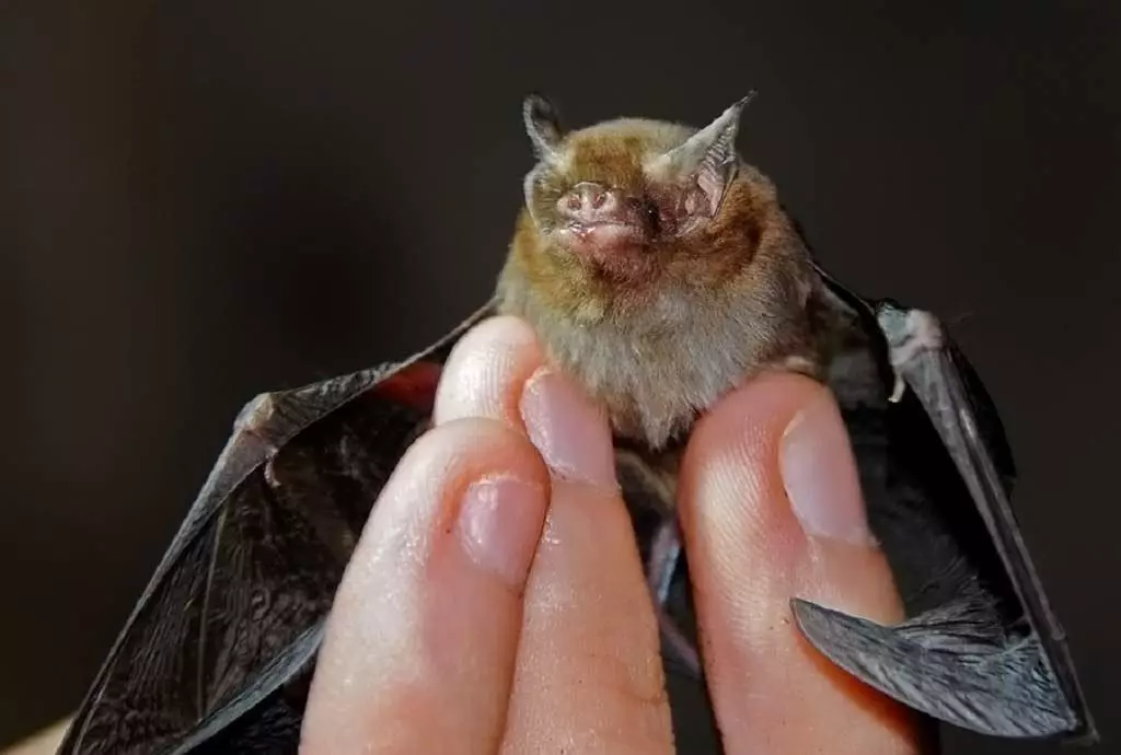 Due to the structure of their wings while hunting, bats can hover in the air like a hummingbird.