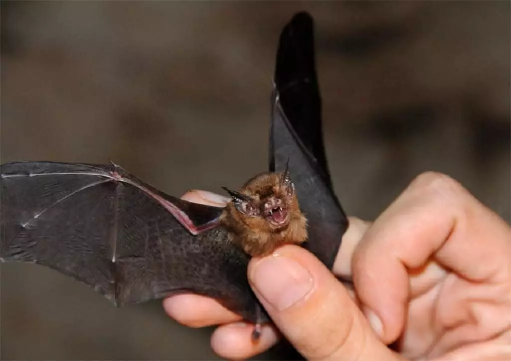 Al anochecer, los murciélagos salen volando para cazar en grupos de 4-5 individuos.