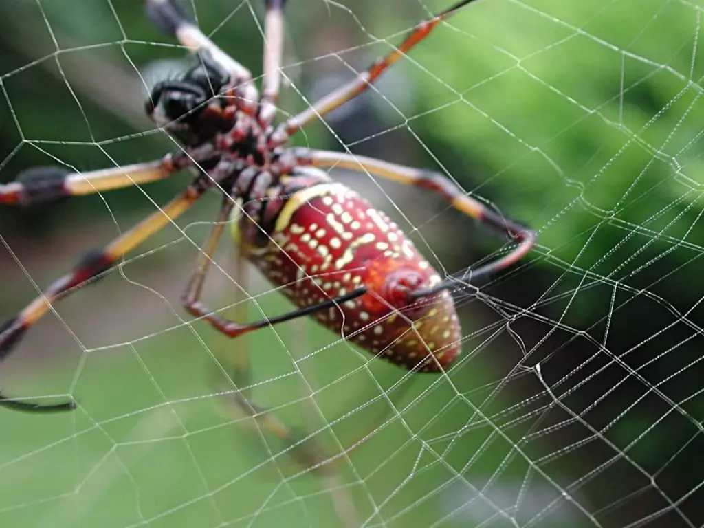 સ્પાઈડર એક વેબ વણાટ કરે છે.