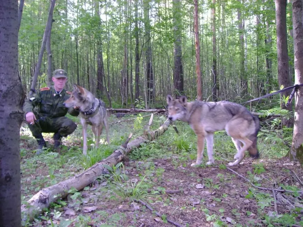 Os cans lobo gardan as fronteiras rusas