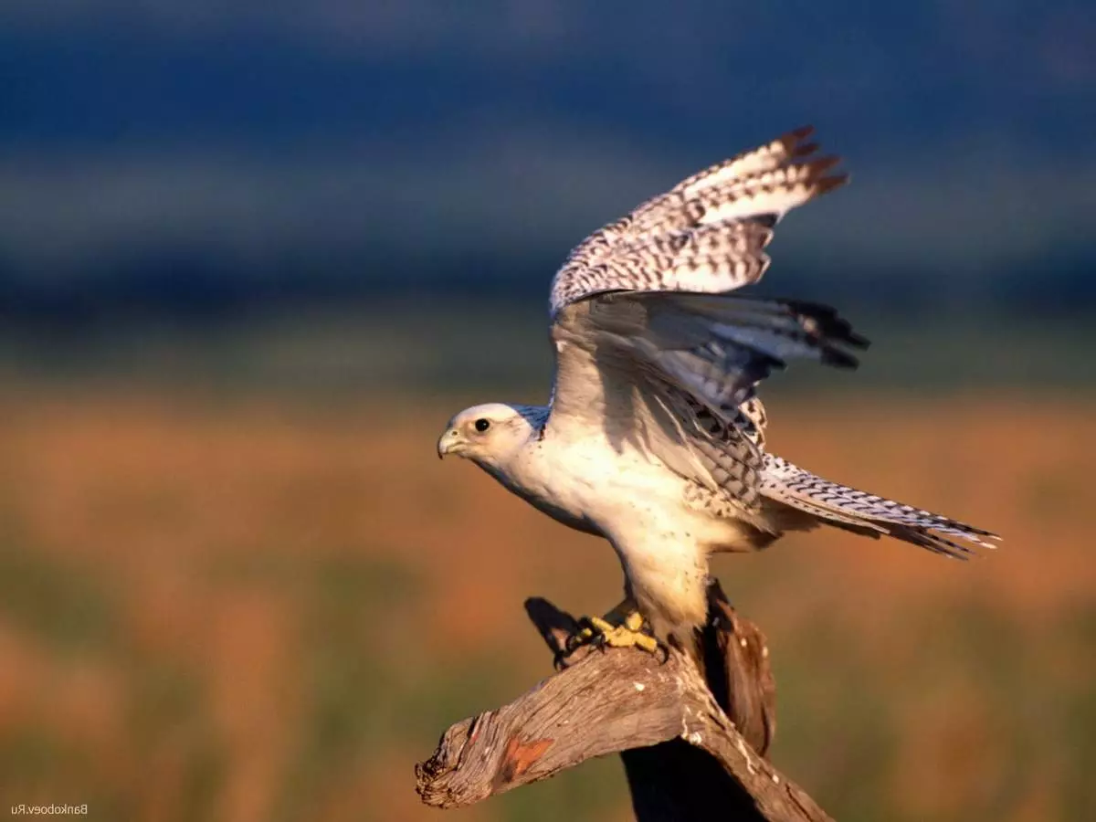 Gyrfalcon ayaa deggan meelahaas.