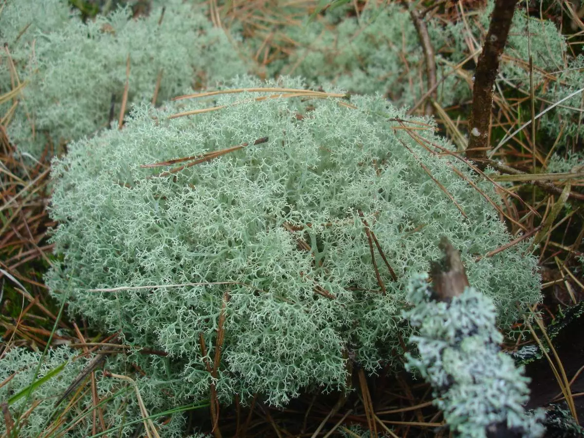 Yagel waa wakiilka ugu weyn ee flora ee Kaydka Dabeecadda Lapland.