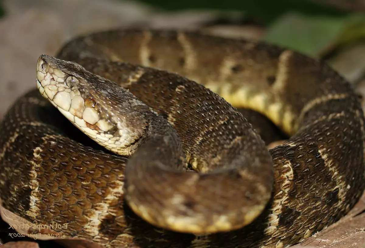 Kaisaka Amerika legveszélyesebb kígyója