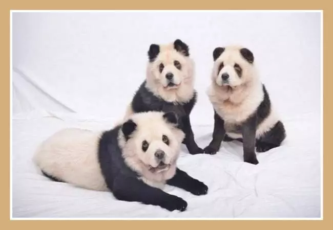 Chow Chow est devenu des pandas.