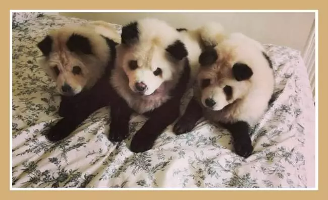 Chow Chow menjadi panda.