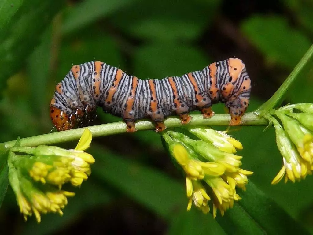 De measte rupsen fiede op blêden, blommen en fruchten fan ferskate planten.