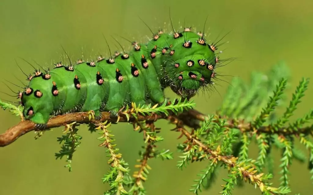 Caterpillars nwere ike ịbụ nje.