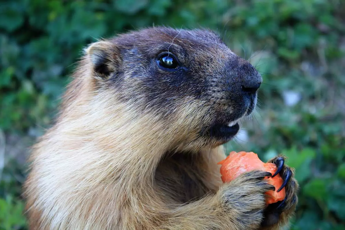 Ang Tarbagan usa ka Siberian marmot.