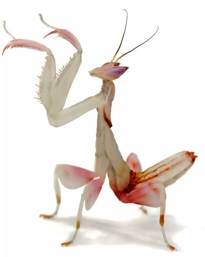 De Orchid Mantis is de eksoatyske sjarme fan 'e Terrestrial fauna.