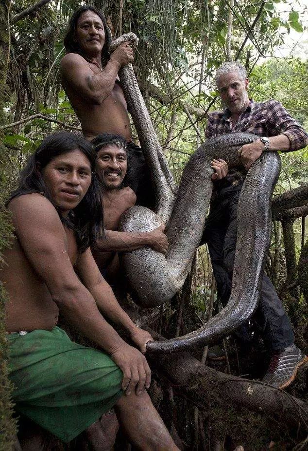 La serpiente más grande se encontró en la selva del Amazonas.