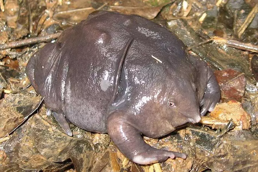 O sapo roxo é um animal incomum no planeta Terra.