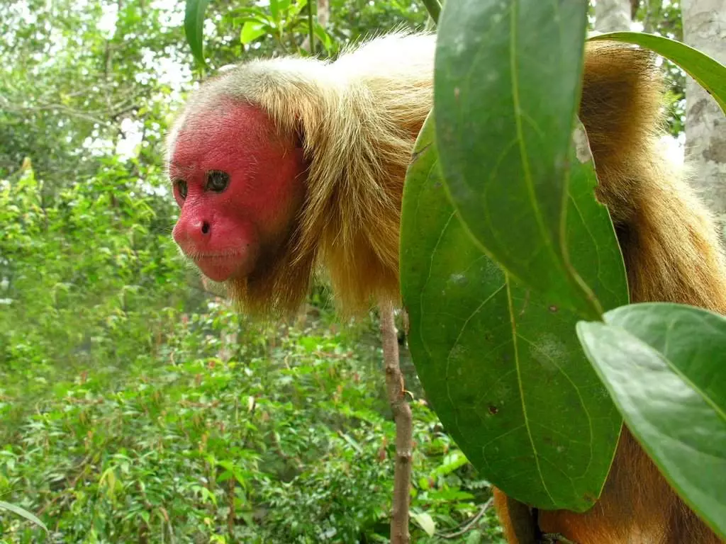 Łysy uakari.