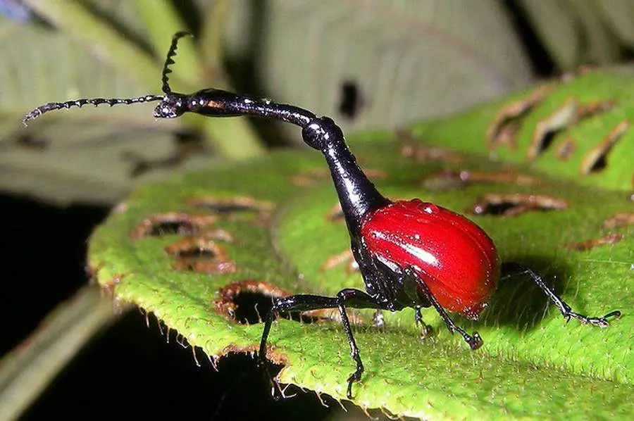 O besouro girafa é uma criatura incomum em nosso planeta.