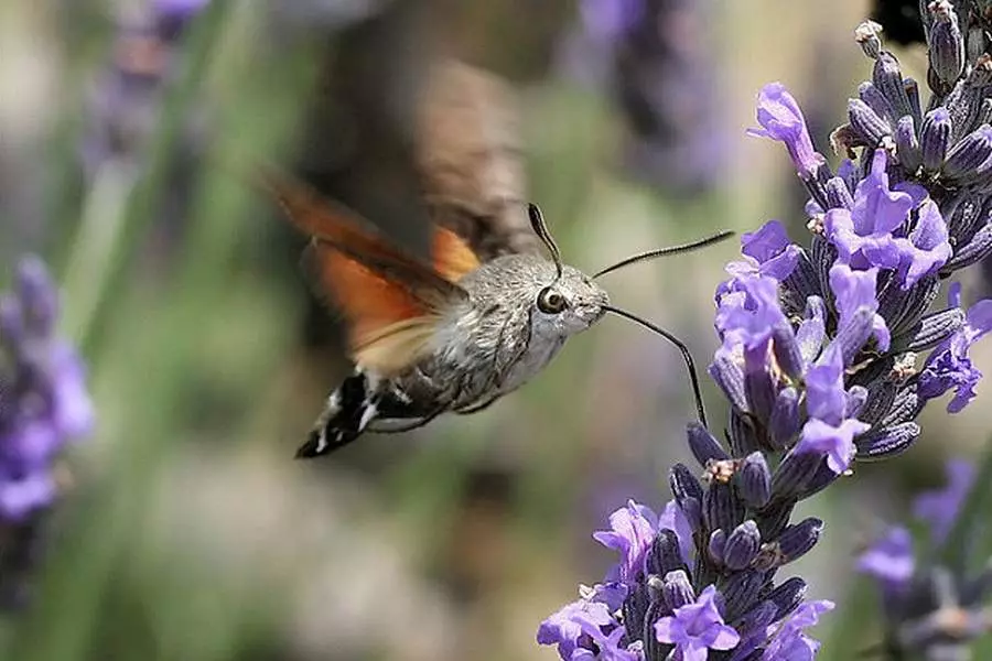 Borboleta de beija-flor.