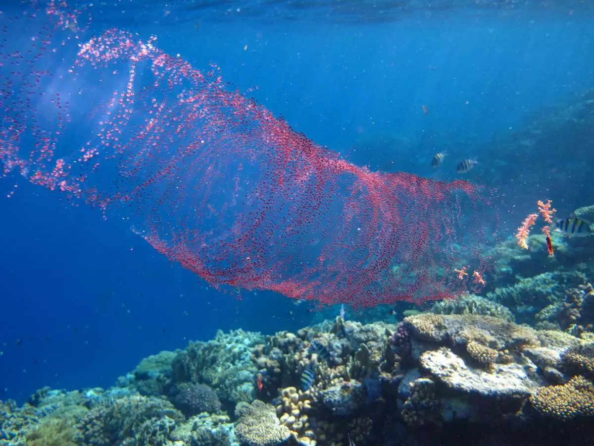 Salps são luzes subaquáticas.