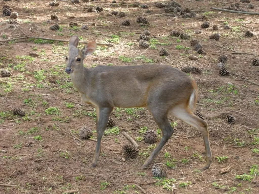 在不同的国家，马扎姆鹿在不同的时间繁殖。