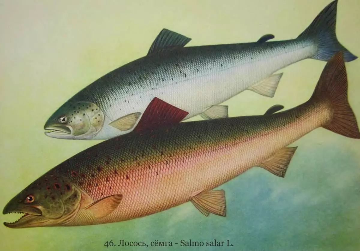 Losos (Salmo salar).