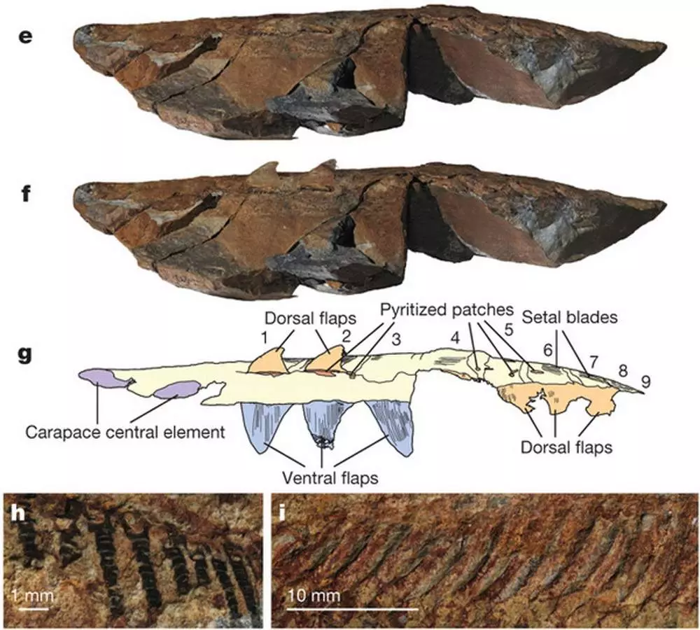 I fossili trovati in Marocco suggeriscono che questa creatura fosse il progenitore dei moderni artropodi.