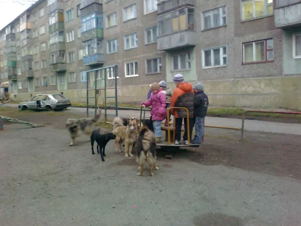 Pilsētas ir veseli bars klaiņojošu suņu, kaķu un citu spalvu astes