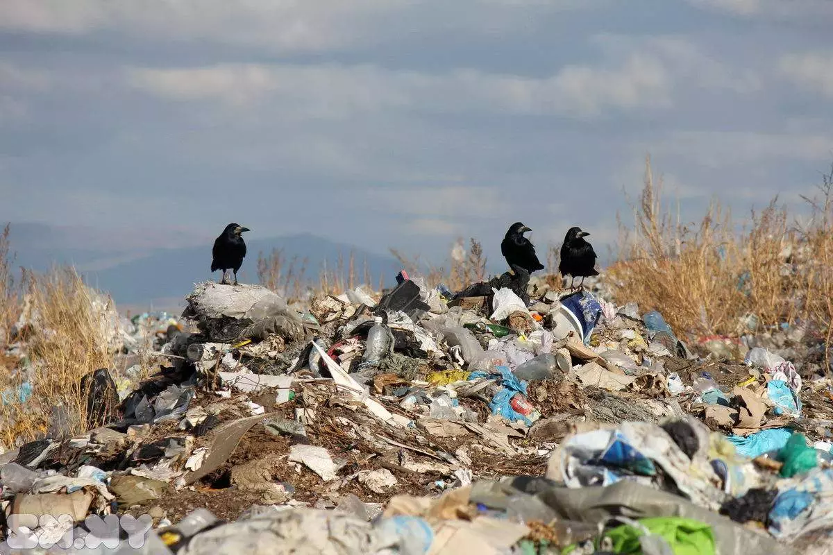 Šodien putni un dzīvnieki aktīvi pēta pilsētas izgāztuves.