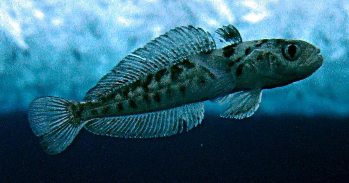 Nototeni เป็นปลาเชิงพาณิชย์