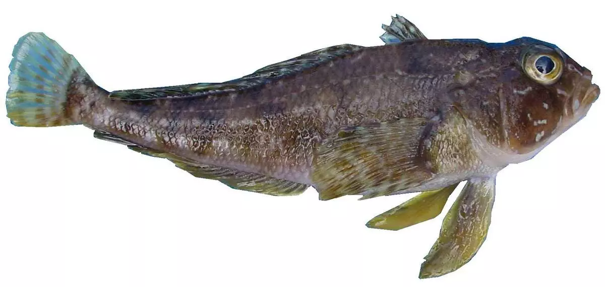 Nototenia je riba koja živi blizu površine vode.