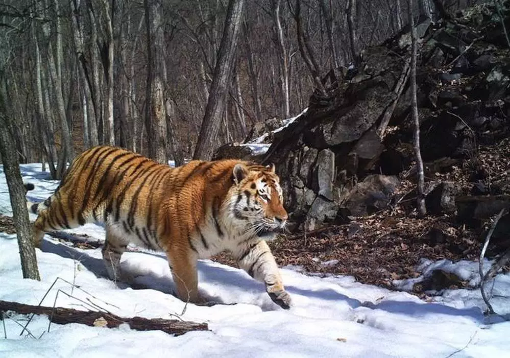 Keluarga harimau yang unik ditangkap di Primorye