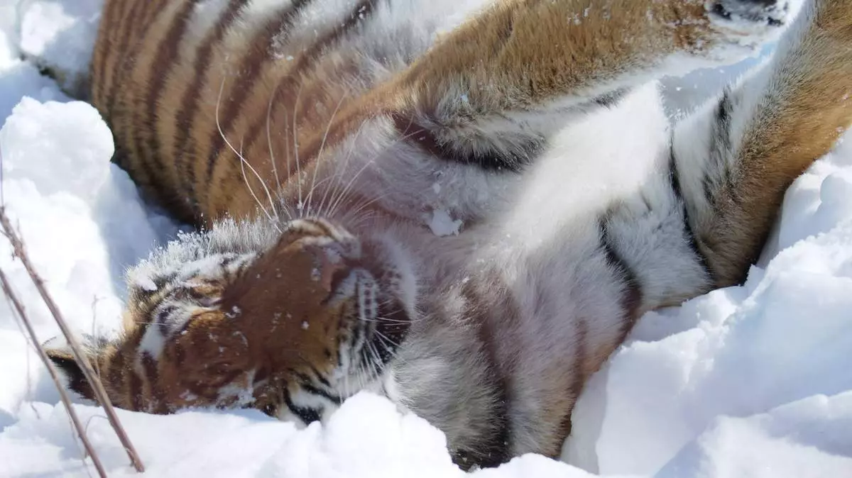 Dugi ka tigress kaserang akibat perubahan iklim sareng resep mandi dina salju, anu henteu lengkep lebur di Ussuriisk.