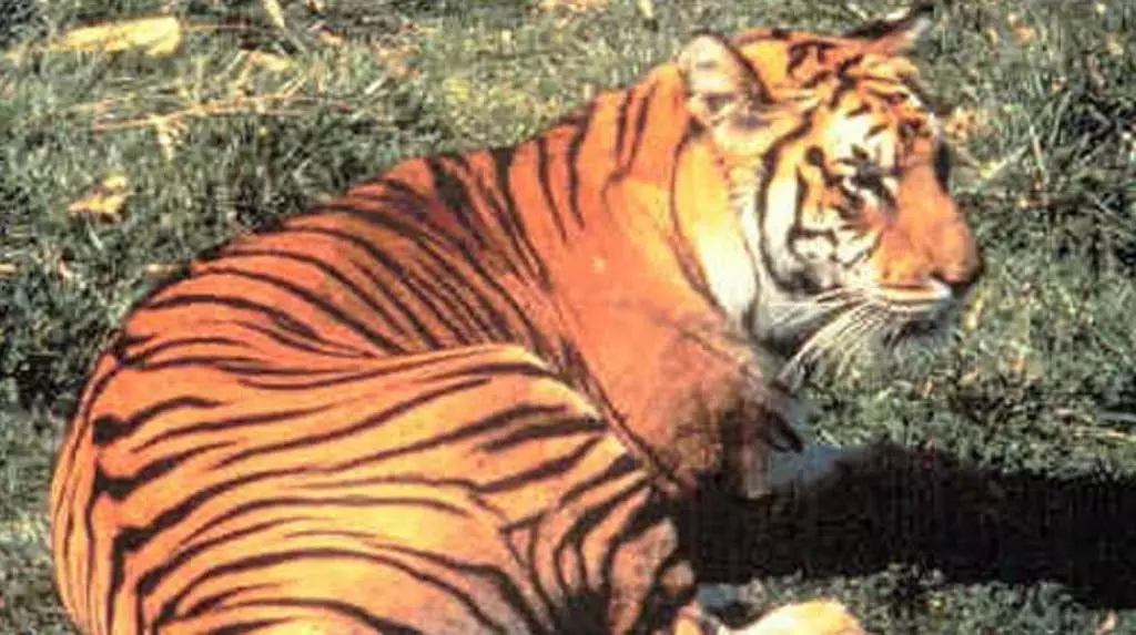 Javaanse tijger (Panthera tigris sondaica).