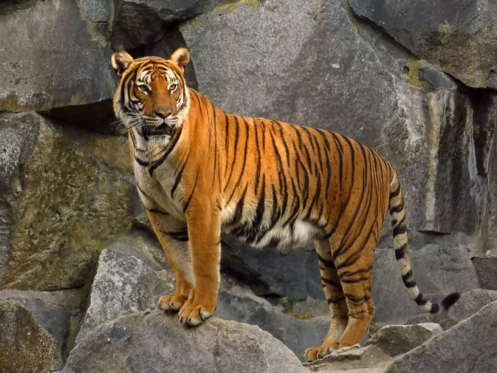 O nome latino para os tigres indo-chineses foi dado em homenagem a Jim Corbett, que descobriu esses predadores em 1968.