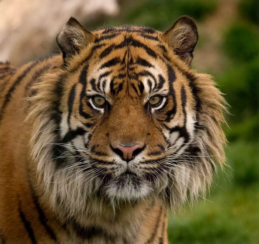 Der Sumatra-Tiger ist seinen Verwandten aus Indien, der Amur-Region usw. nicht sehr ähnlich.