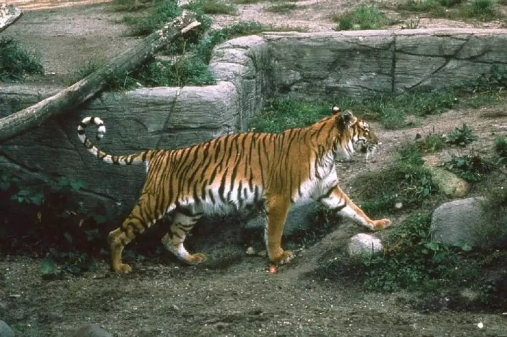 Der Name der Art: Turan-Tiger, stammt aus dem alten Namen der tiefliegenden Regionen Zentralasiens.