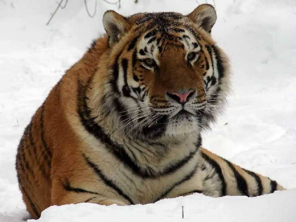 Der Amur-Tiger (Ussuri oder Far Eastern) ist der größte Tiger der Welt.