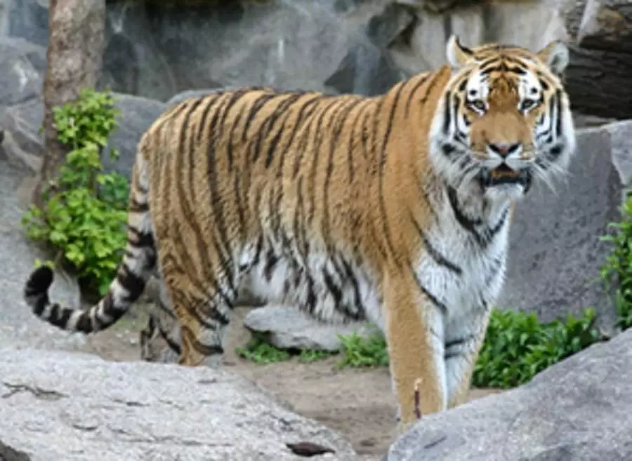 Kaspia tigro (Panthera tigris virgata).
