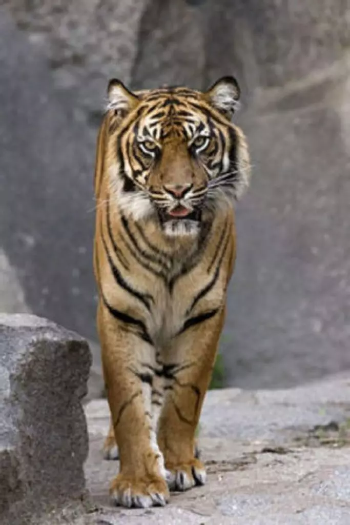 La Turaniana tigro estis konata de la antikvaj romianoj.