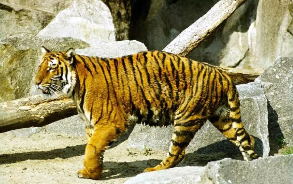 La lastan fojon kiam tigro estis vidita en la delto de Amu Darya estis en 1957.