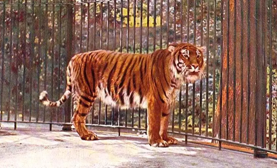 Laŭ modernaj molekulaj genetikaj datumoj, ĉi tiu subspecio estas preskaŭ identa al la Amura tigro.