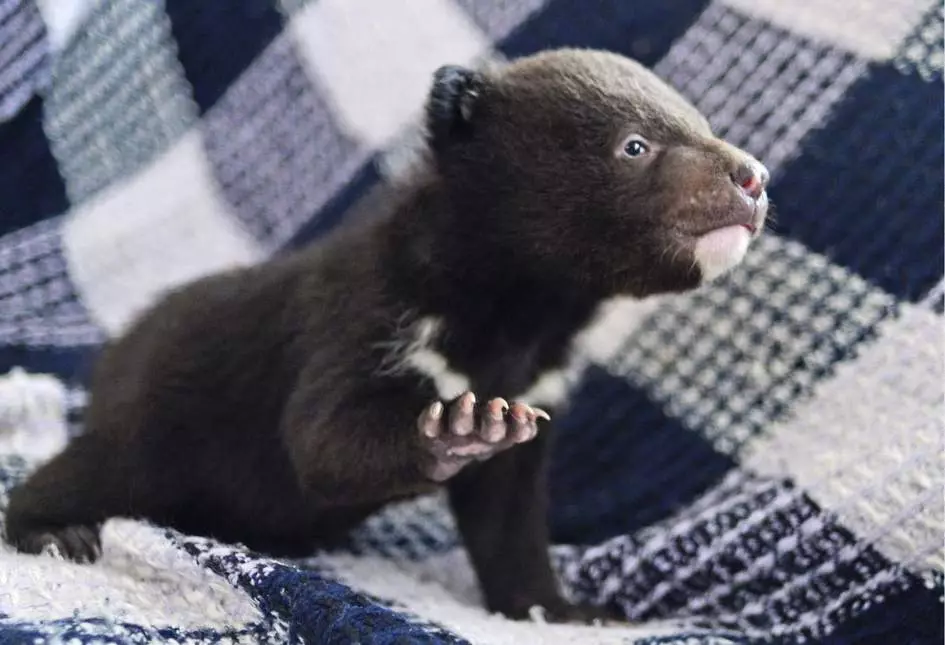 Sa i ai lua cubs - o se teine ​​ma se tama.