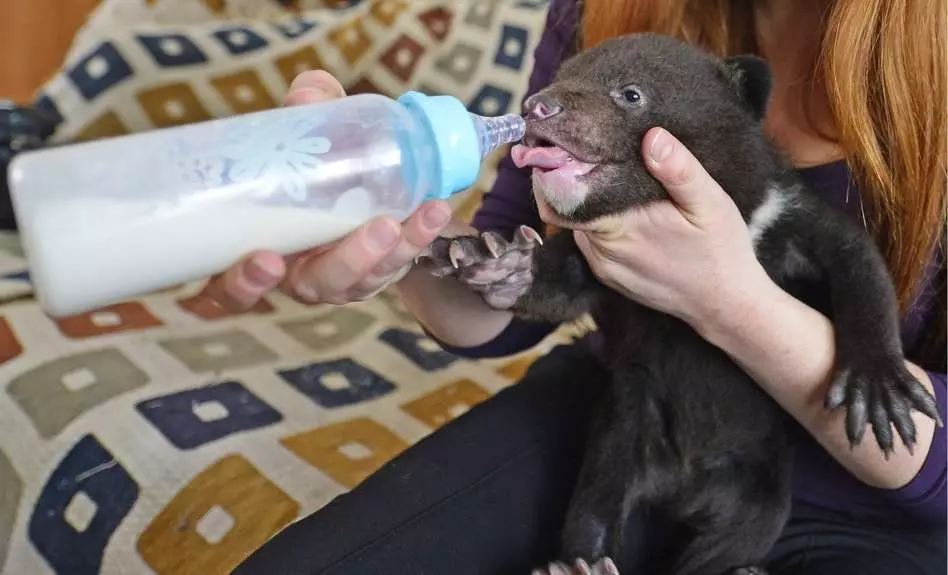 Himalayaungarna fick namnet Potap och Masha.