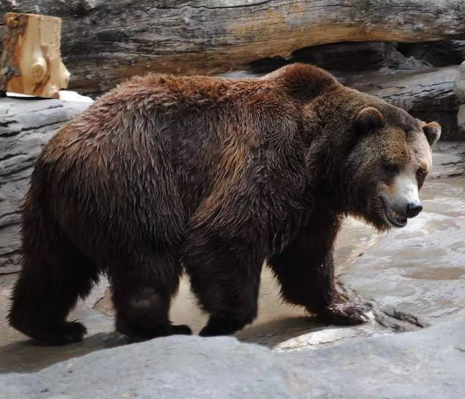 L-ors grizzly Amerikan formidabbli mhux biss huwa perikoluż, iżda wkoll qawwi!