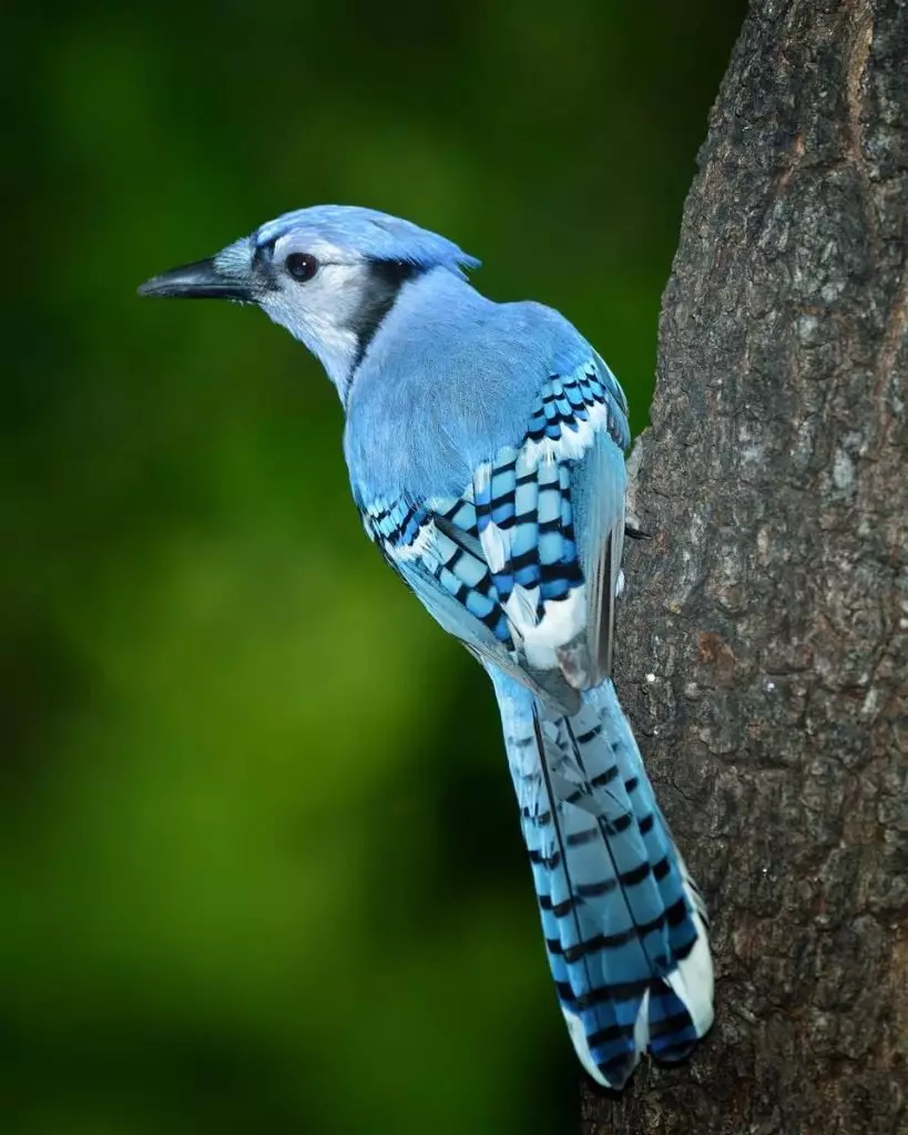 Blue jay - fugl með bláa tauga