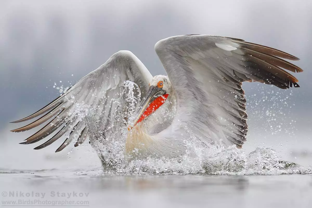 Pelicans ndi amodzi mwa mbalame zolemetsa kwambiri zomwe zimauluka.