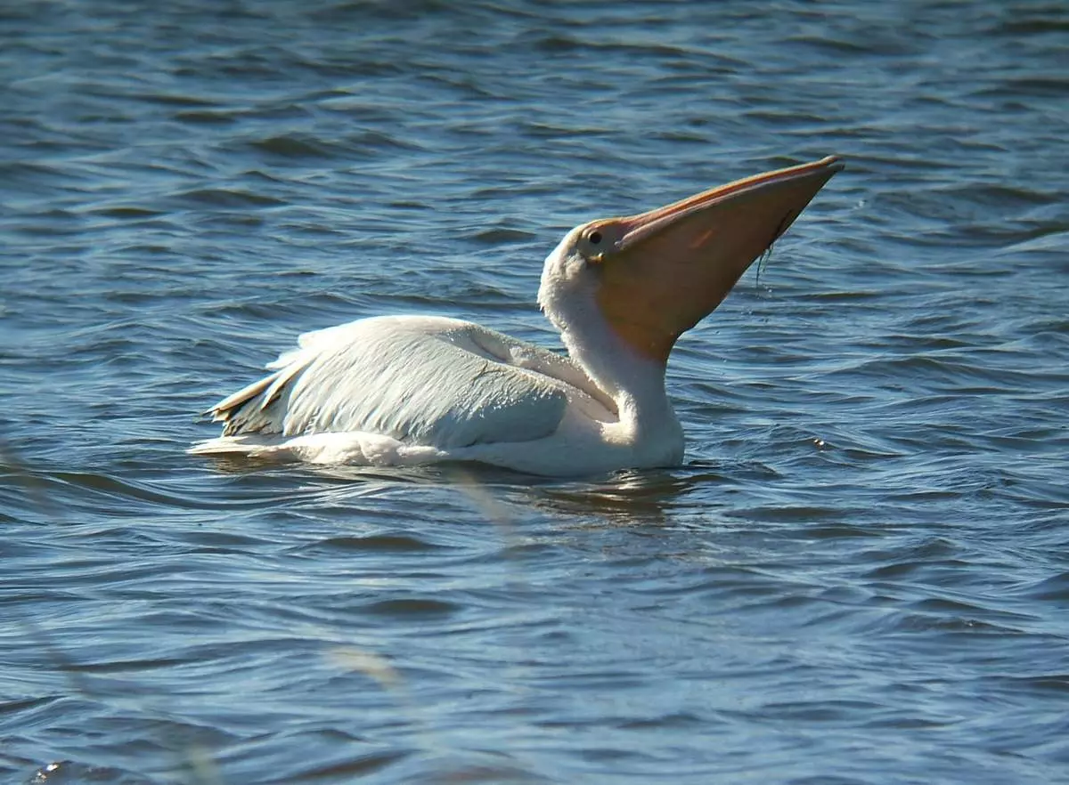 Pelicans amasambira, amathira ndikungoyandama mosavuta.