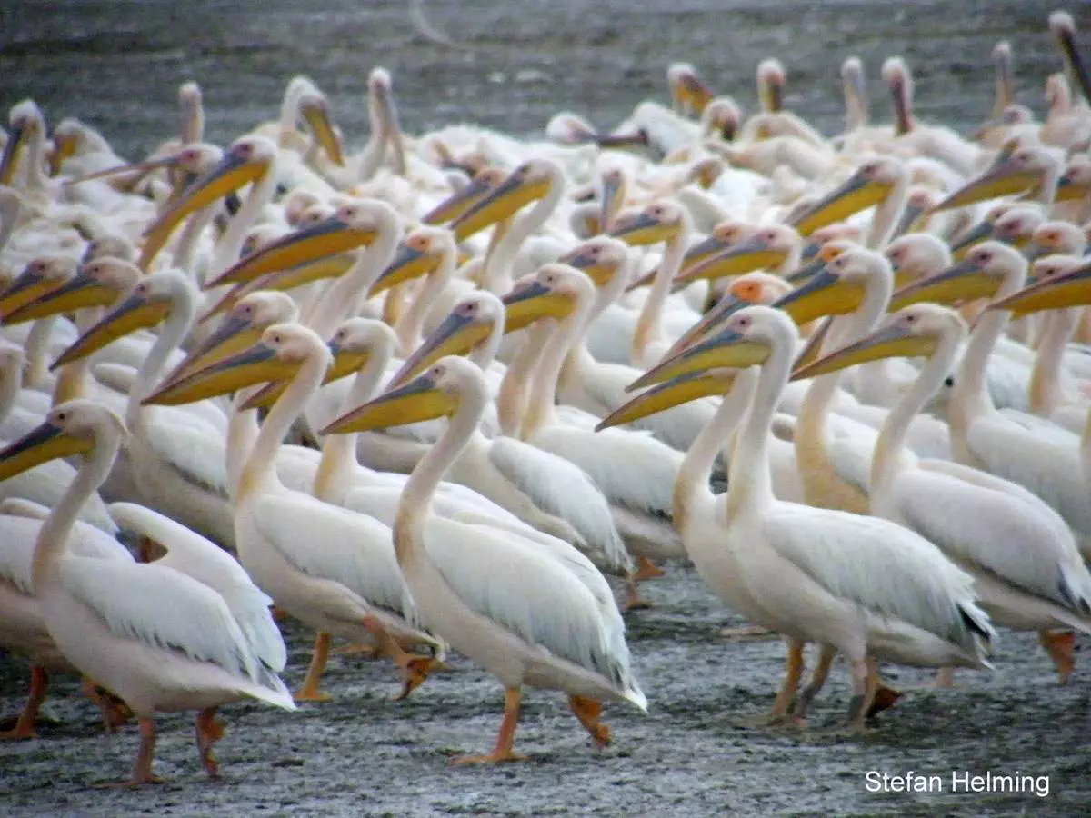 Pelicans ndi mbalame zabwino komanso zamtendere.