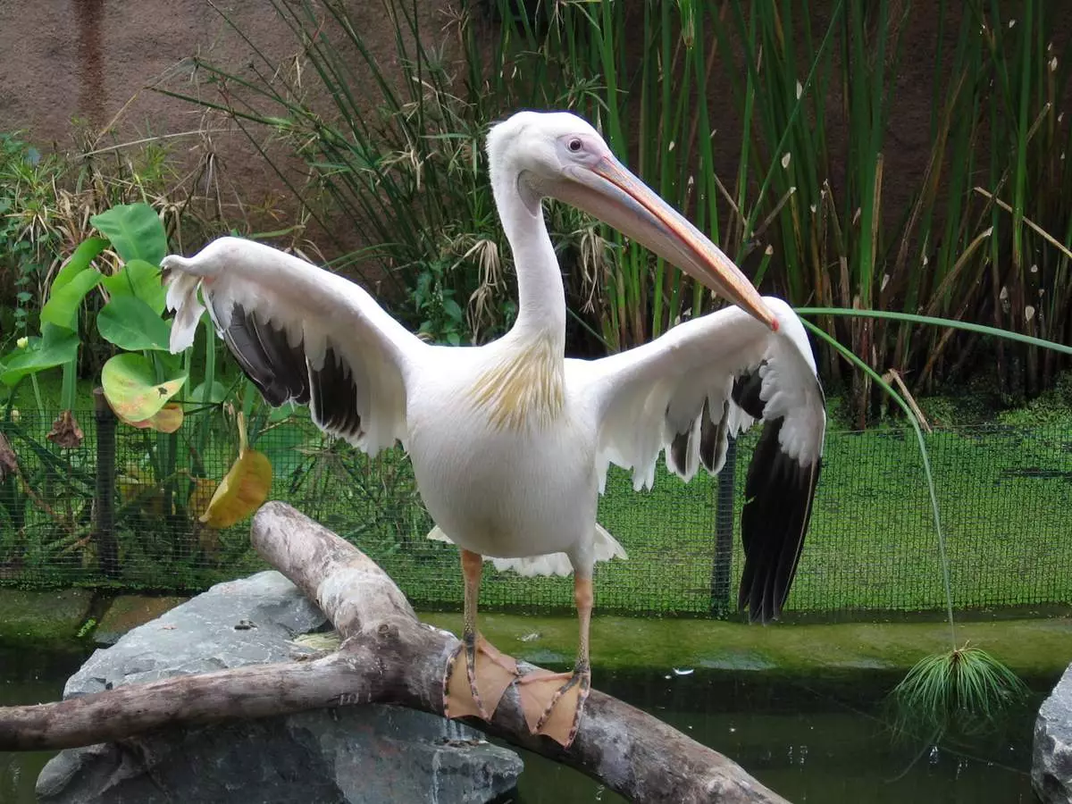 A Pelicans ali ndi mlomo waukulu wopangidwa kuti ugwire nsomba ngakhale pansi pamadzi.