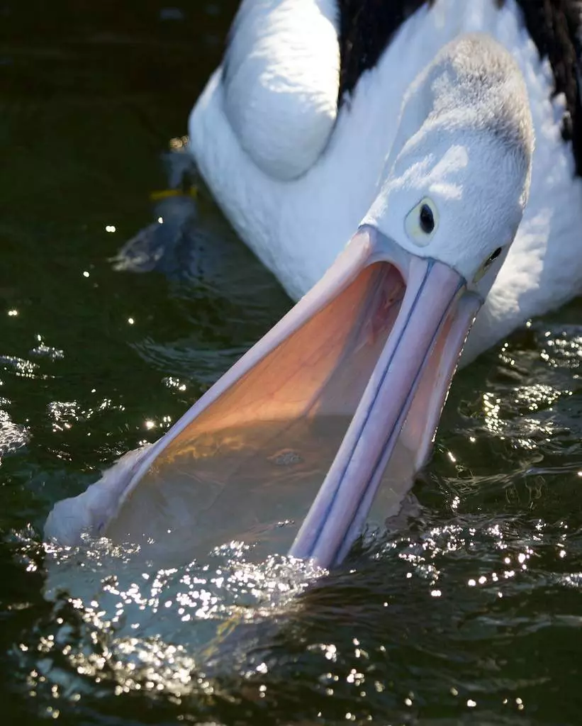 De snavel van deze vogels is de meest ruime van alle vertegenwoordigers van het gevederde koninkrijk.